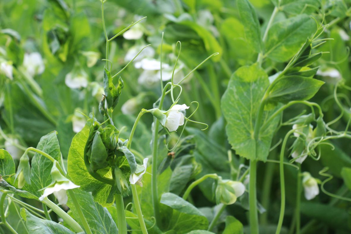 Monitoring calcium levels in peas (Pisum sativum) - Application ...