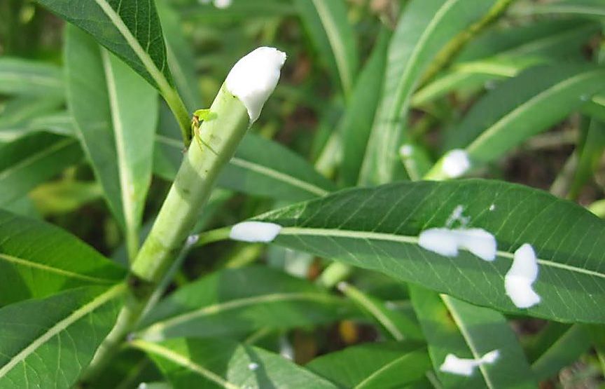 Plant Sap Testing for Nitrogen and Potassium Status of Vegetable Crops ...