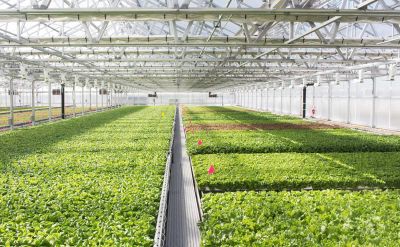 Dissolved Oxygen in the Greenhouse - Pocket Tester Shop